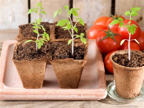 cómo cultivar tomates en casa Salud180