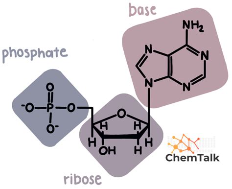 Nucleic Acids ChemTalk