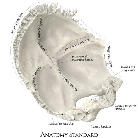 Occipital Bone