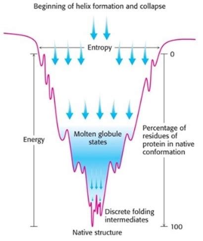Solved The Process Of Protein Folding Is Often Depicted Chegg