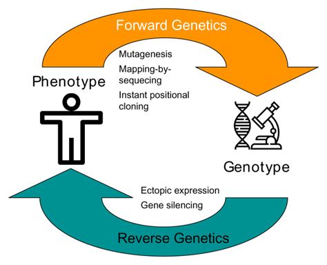 Moving Forward With Forward Genetics A Summary Of The INFRAFRONTIER