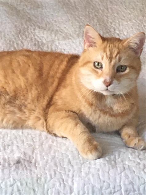 Aida B On Twitter Mon Beau Chat Ne Viendra Se Blottir Contre Moi