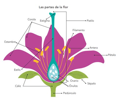 La reproducción sexual y asexual de las plantas Nueva Escuela Mexicana