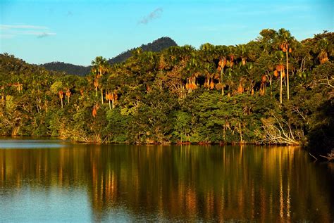 Cordillera Azul Stand For Trees