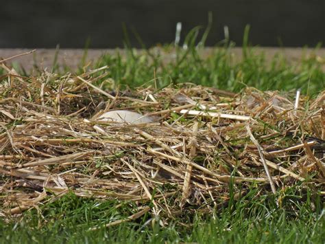 Canada Goose Egg Nest Five Locks Marina Monmouthshire Flickr