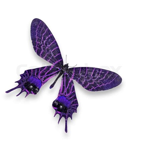Lila Schmetterling Stock Bild Colourbox