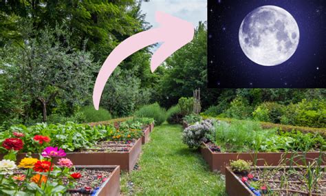 O que plantar na lua cheia Veja algumas opções de cultivo nesse