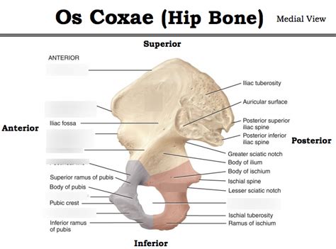 Hip Bone Medial View Diagram Quizlet