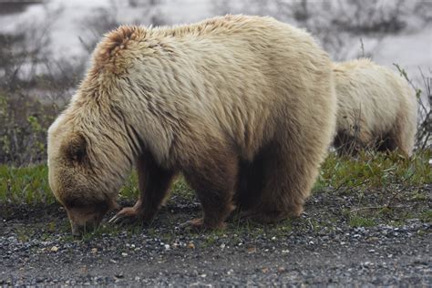 Grizzly Bear Hibernating In Den
