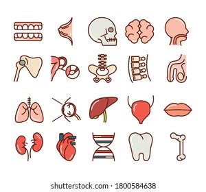 Cute Cartoon Internal Organs Icons Characters Stock Illustration