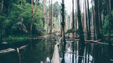 Banco De Imagens Rvore Agua Natureza Floresta P Ntano Regi O