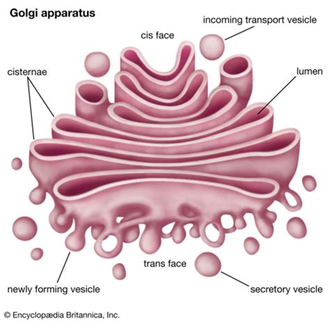 Endoplasmic Reticulum And Golgi Apparatus Flashcards Quizlet