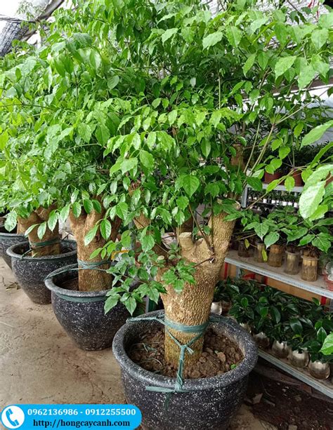 Cây hạnh phúc trồng nội thất sân vườn xanh quanh năm