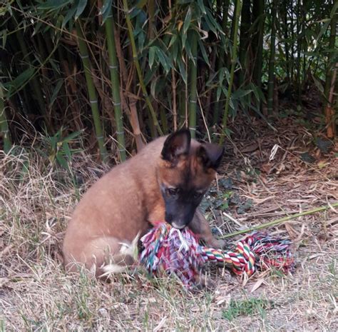 Chiots Berger Belge Malinois Vendre Vaucluse