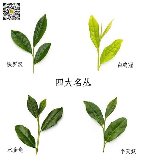 武夷名丛四大名丛是什么茶四大名丛名称分别是什么 爱茶叙茶叶商城 爱茶叙私房茶官网