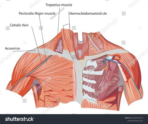 Shoulder Pectoral Girdle Muscles And Movements Human
