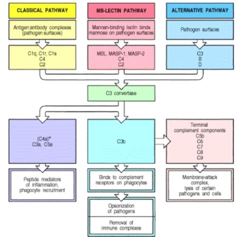 2I I Molecules In Innate Immunity Flashcards Quizlet