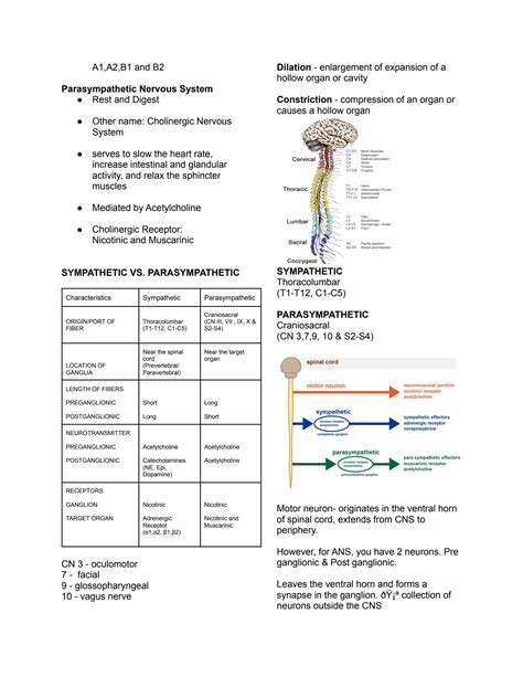 SOLUTION Pharmacology Of Autonomic Nervous System Drugs Studypool
