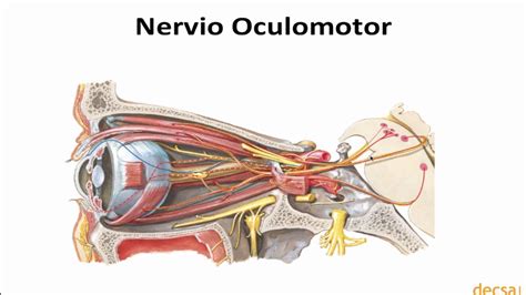 Conociendo el Nervio Motor Ocular Común y sus funciones
