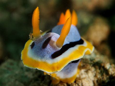Anna S Chromodoris Chromodoris Annae Anilao Philippines Photo 12