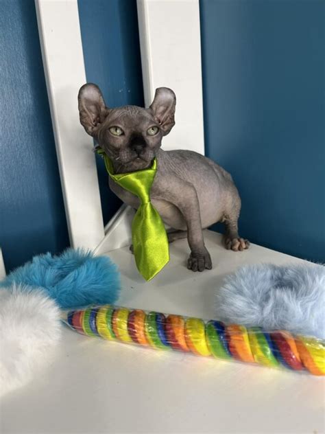 Sphynx Kittens For Sale Anthony Kittens Home