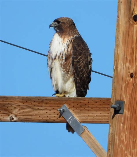 Western Red Tailed Hawk Tucson Audubon Society Annual Bird Flickr