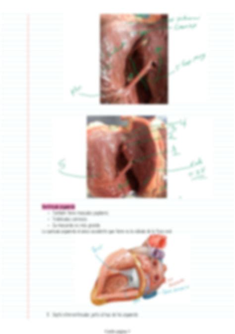 Solution Anatom A Del Coraz N Interno Studypool
