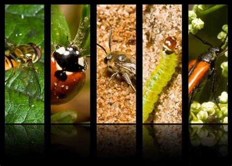 Are Bugs And Insects The Same 3 Key Differences The Buginator