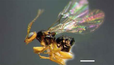 Detectan Tres Nuevas Especies De Avispa En Centroam Rica Diario El Mundo