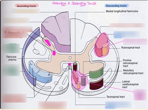 Ascending And Descending Tracts Diagram Quizlet