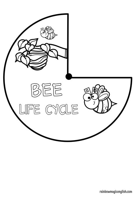 Ciclo Vitale Di Unape E Disegno Da Colorare Life Cycle Of A Bee Porn