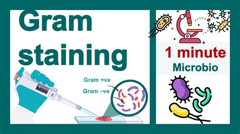 Gram Staining Explained In 1 Minutes Principles Of Gram Staining 1