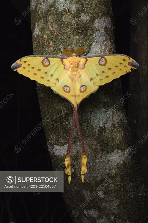 Arguably Madagascars Most Iconic Insect The Comet Moth Argema Mitrei