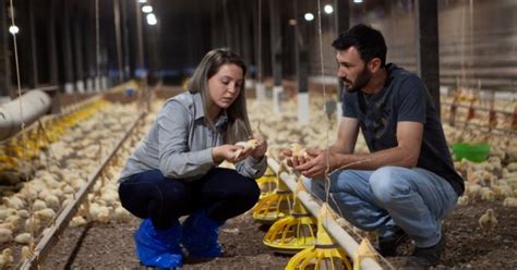 Portal O Novo Oeste Copacol produção bem estar animal é certificada