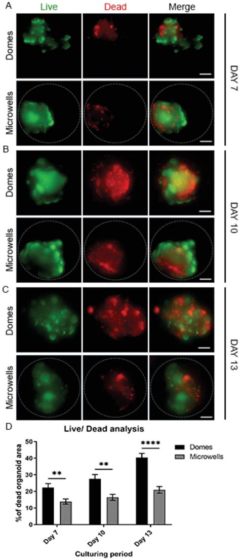 Intestinal Organoid Culture In Polymer Filmbased Microwell Arrays
