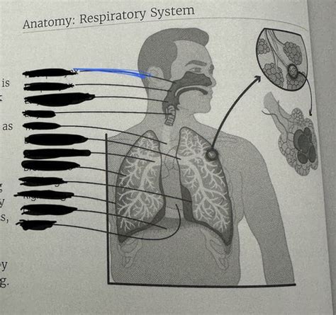 Respiratory System Flashcards Quizlet