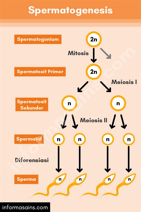 Proses Pembentukan Gamet Spermatogenesis Dan Oogenesis The Best The