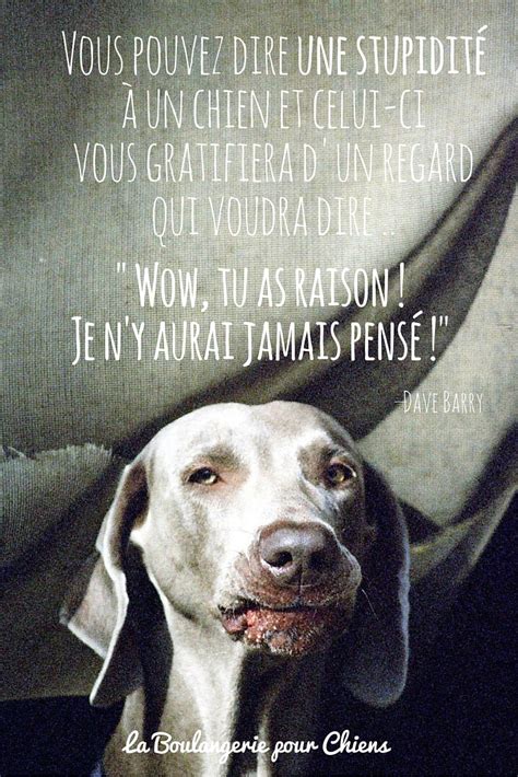 Citations Sur Les Chiens LaBoulangeriePourChiens