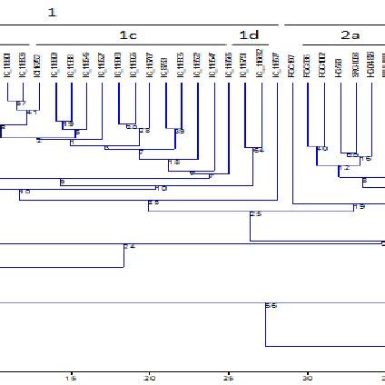 Dendrogram Generated By UPGMA Method Showing Relationship Between 48
