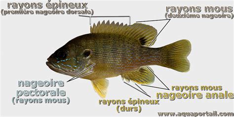 Rayon épineux définition et explications AquaPortail