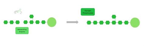 Carbohydrate Storage Glycogenolysis On The MCAT MedLife Mastery