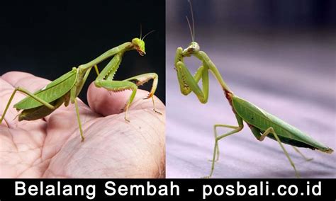 Belalang Sembah Dikenal Sebagai Serangga Penari Dan Predator