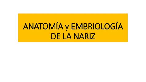 Anatomía y Embriología de la Nariz Alejandro Zapata uDocz