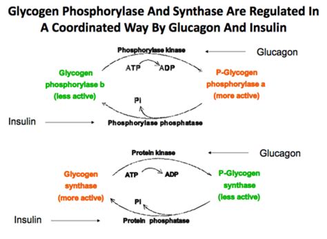 Exam 2 Glycogen Metabolism Flashcards Quizlet