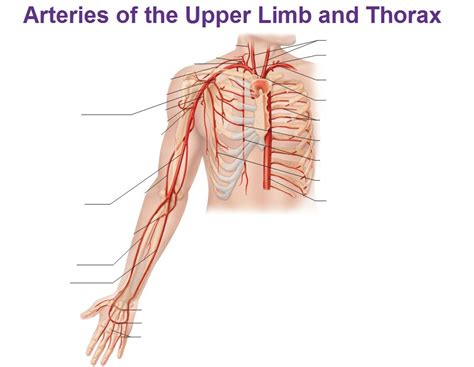 Arteries Of The Upper Limb And Thorax Diagram Quizlet