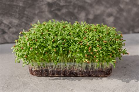 Cómo germinar cilantro Huerto en casa