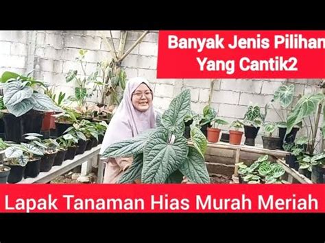 LAPAK TANAMAN HIAS MURAH MERIAH BANYAK JENIS PILIHAN YANG CANTIK2 YouTube