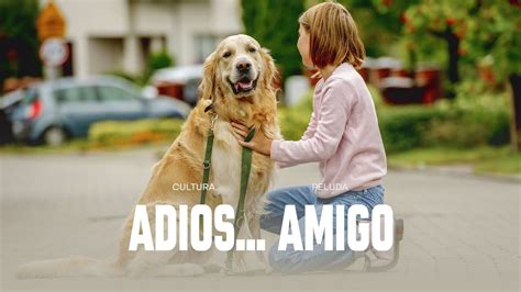 Carta De Despedida A Mi Perro Un Adi S Con El Coraz N Roto