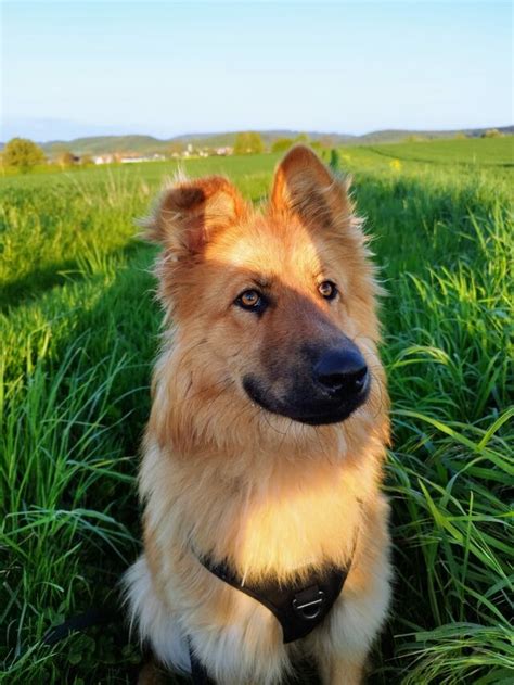 Luna Pastor Garafiano Mix Hündin sucht ein Zuhause
