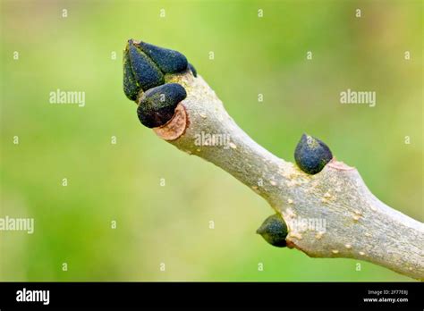 Fraxinus Excelsior Buds